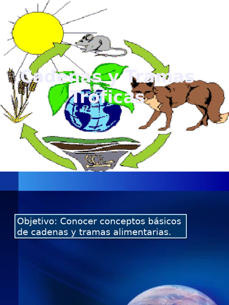 7° PPT Cadenas Alimenticias | PDF | Red alimentaria | Ecología