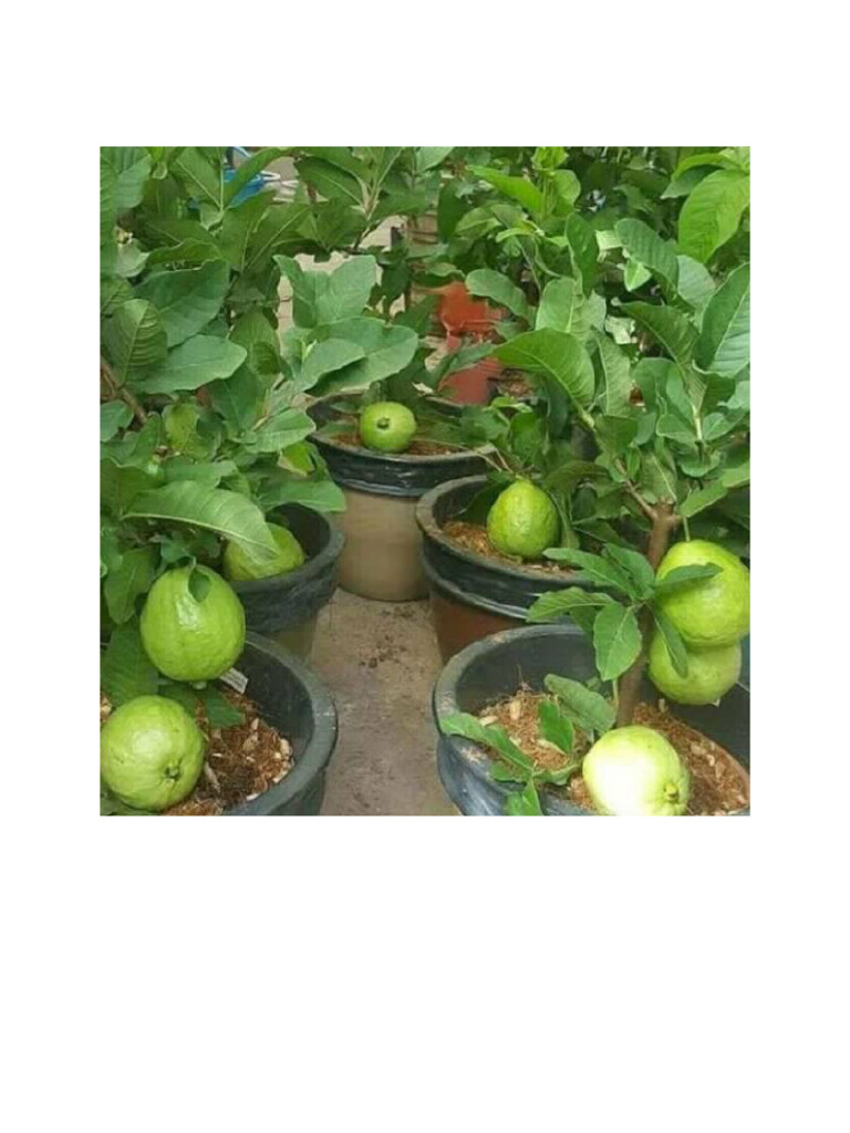 Pohon Jambu | PDF