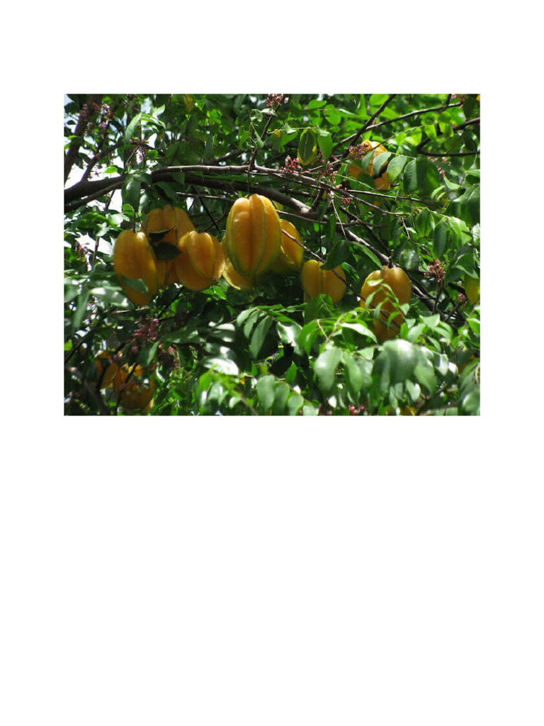 Pohon Belimbing | PDF