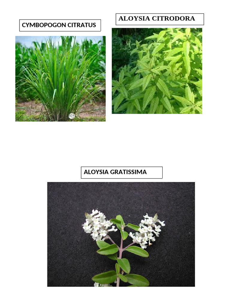 Tipos de Cedron | PDF