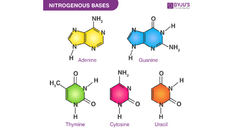 Nitrogen Bases | PDF