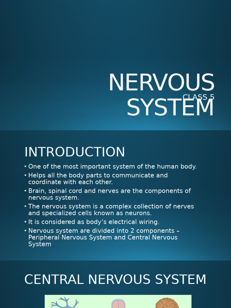 Nervous System - Class 5 | PDF | Central Nervous System | Motor Neuron