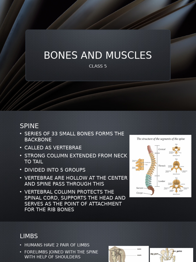Bones and Muscles - Class 5 | PDF