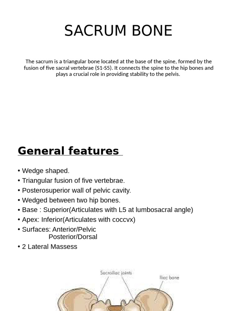 Anatomy and Features of the Sacrum | PDF