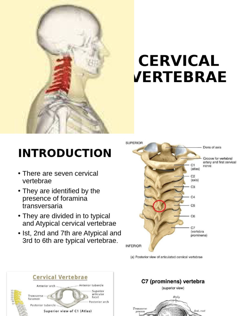 cervical vertebrae | PDF | Vertebra | Musculoskeletal System