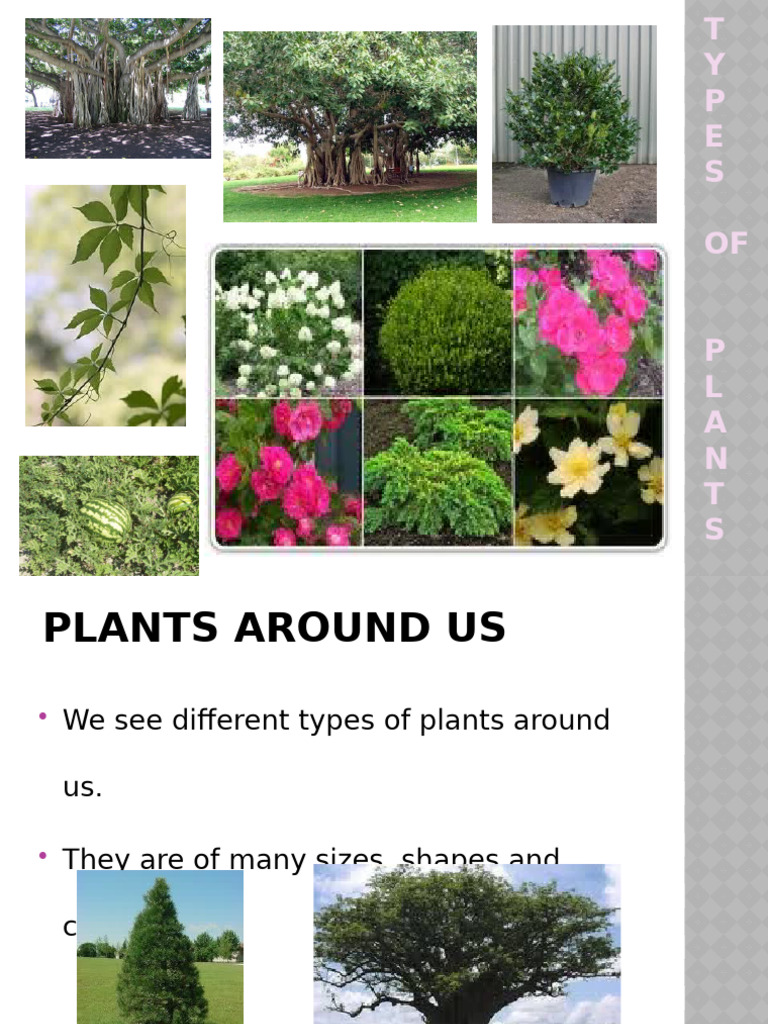 Typesof Plants | PDF | Home & Garden