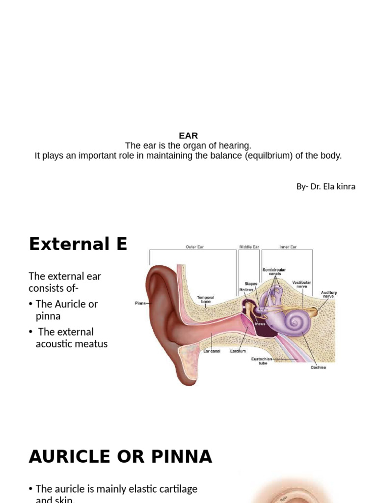 Ear | PDF | Ear | Vein