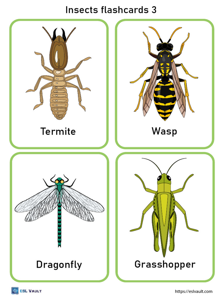 Insects Flashcards PDF 3 | PDF | Home & Garden