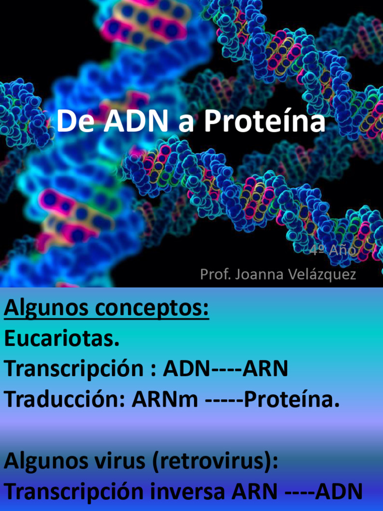 De ADN A Proteina | PDF | Rna | Traducción (biología)