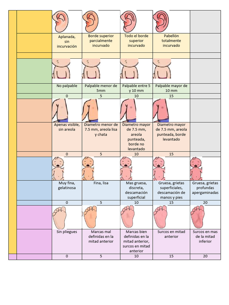 Test Capurro | PDF | Características sexuales secundarias | Pecho