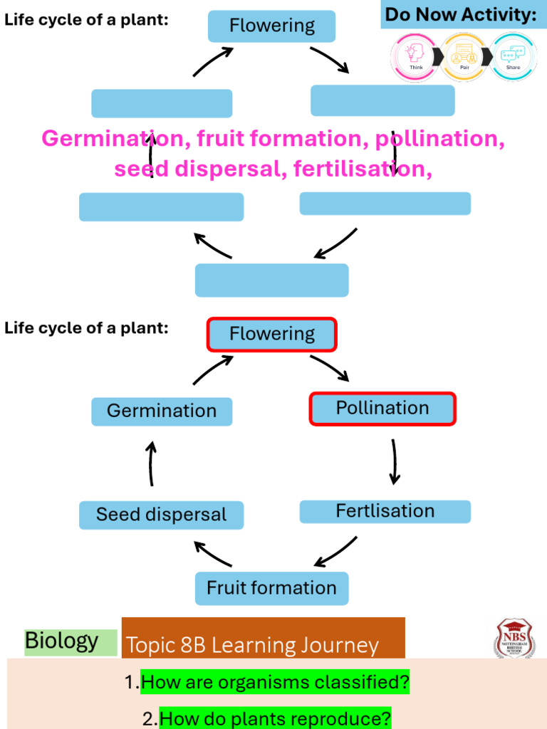 Topic 8B (Plants) - Lesson 3 | PDF | Flowers | Pollination