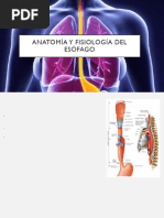 ESÒFAGO (Anatomía, Embriología, Histología y Fisiología) | PDF ...