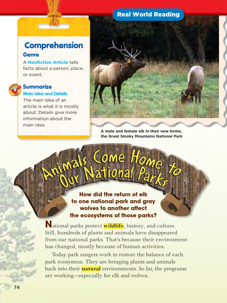 Elk and Wolves: Ecosystem Restoration Insights | PDF | Everglades | Elk