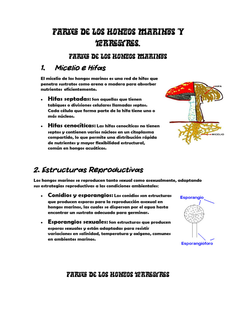 Partes de Los Hongos Marinos y Terrestres | PDF | Hongo | Seta