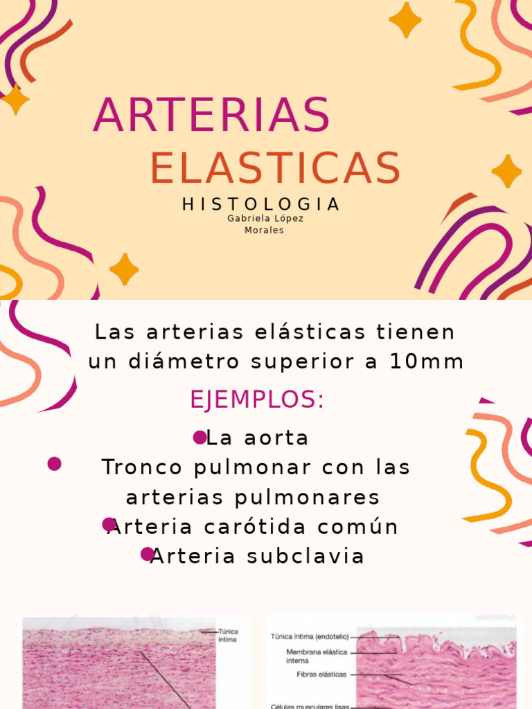 Histología de Arterias Elásticas | PDF