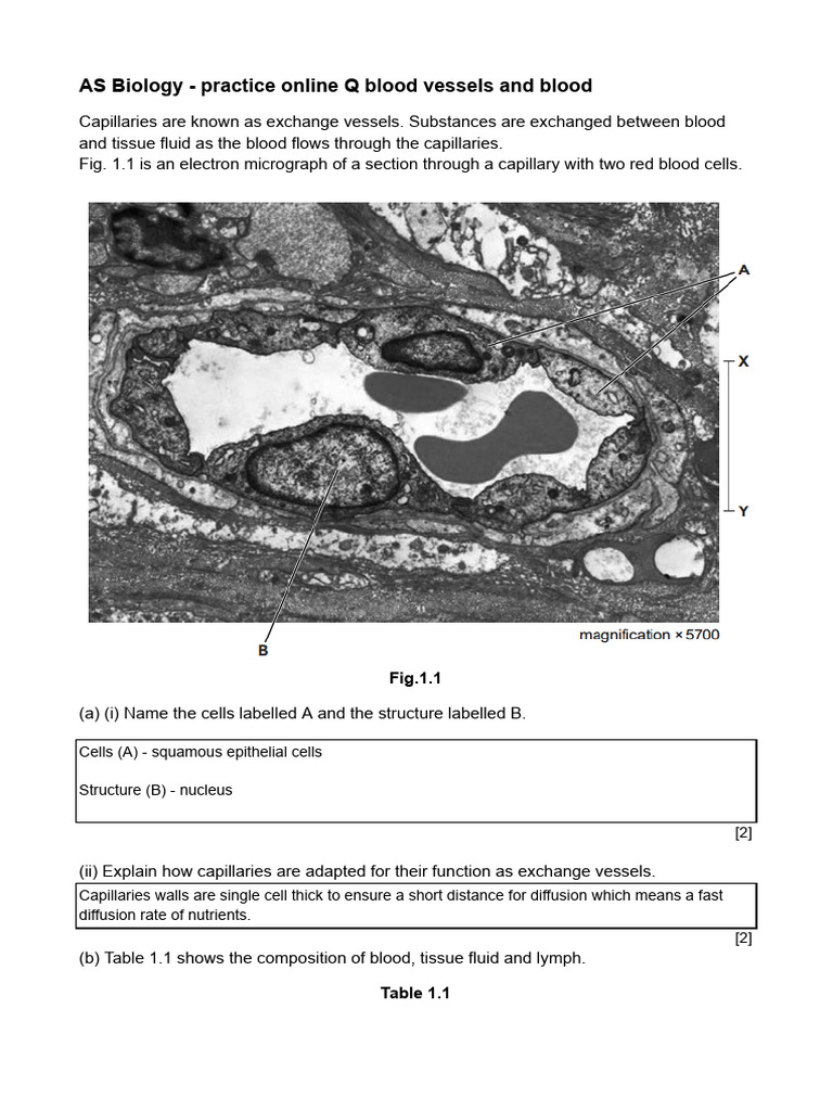 Capillary Function and Blood Composition | PDF