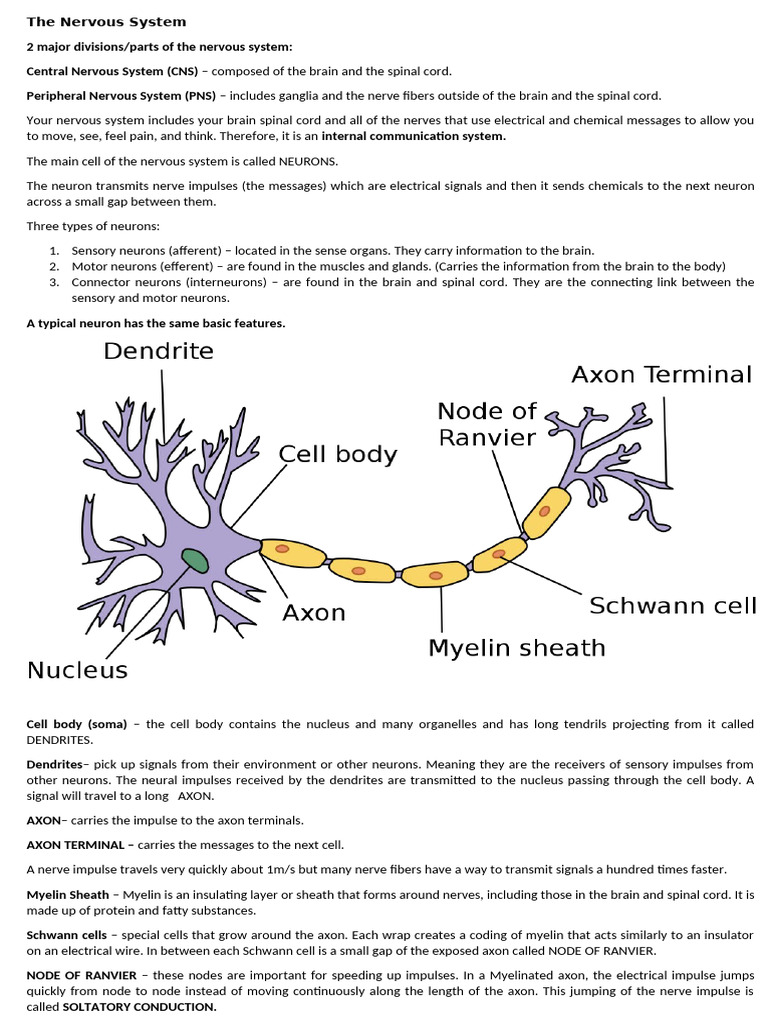 NERVOUS-SYSTEM | PDF | Axon | Neuron