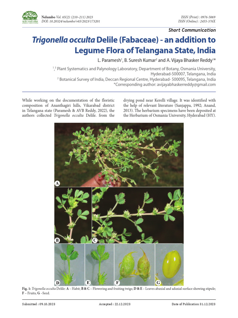 Telangana's New Legume Discovery | PDF | Leaf | Botany