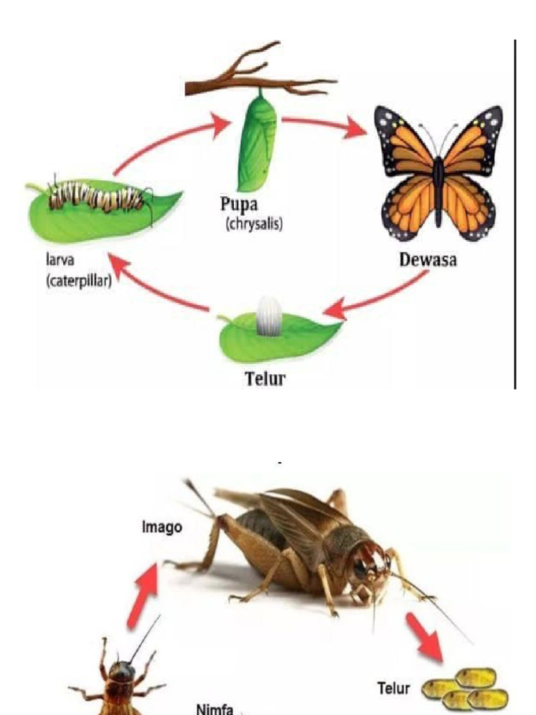 Daur Hidup | PDF