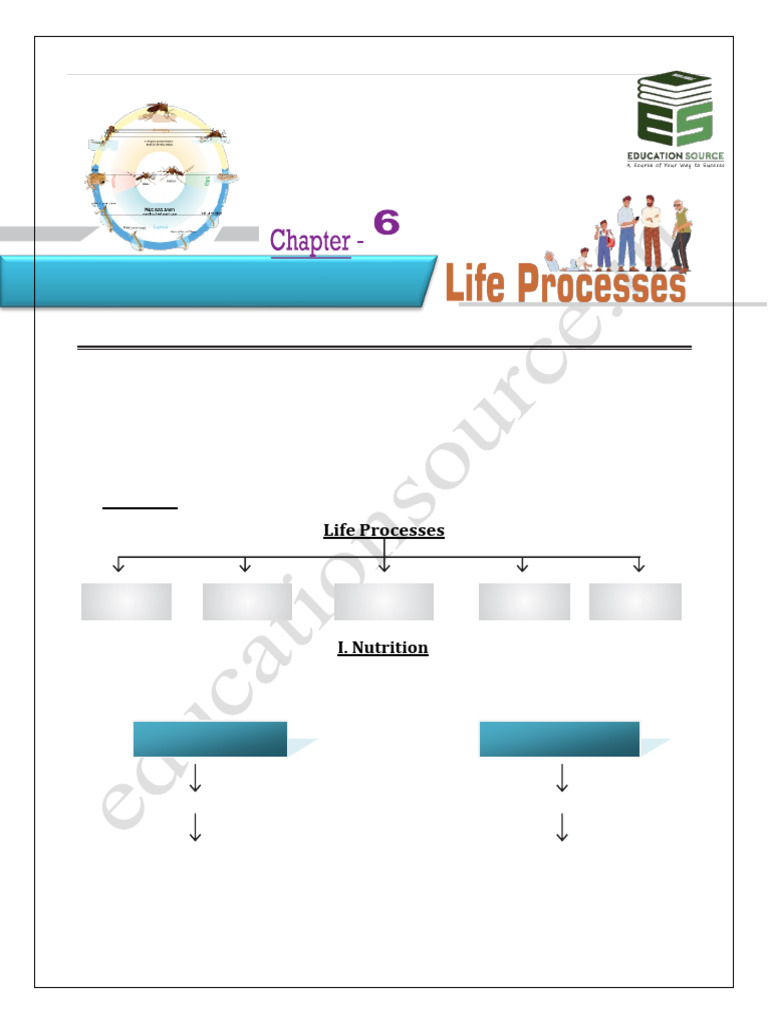 Class 10 Bio Mid Term Quick Revision Notes | PDF | Respiratory System ...