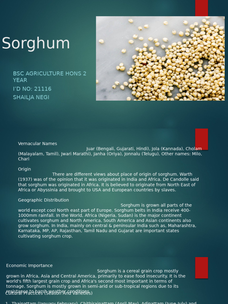 Sorghum Cultivation Practices Overview | PDF | Sowing | Manure