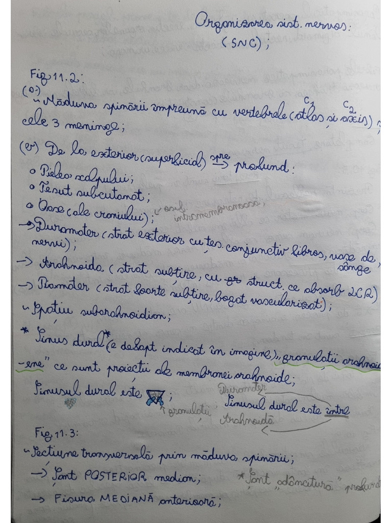 NETTER Atlas de Anatomie Umana | PDF