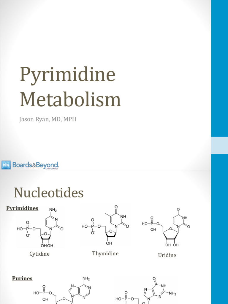 Pyrimidine Metabolism Overview | PDF | Biosynthesis | Nucleotides