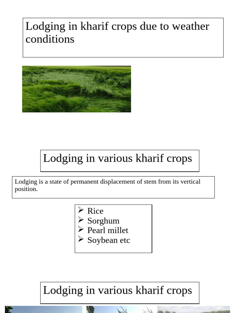 Lodging Techniques in Kharif Crops | PDF