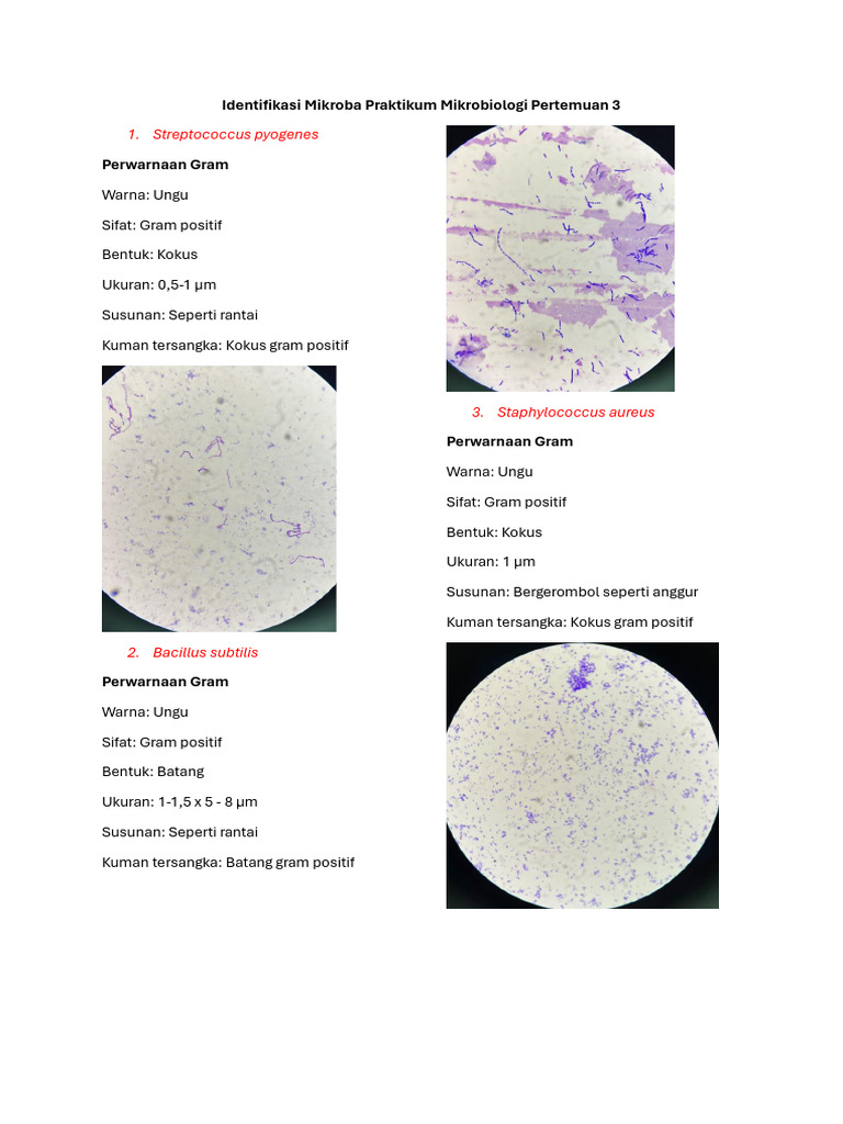Identifikasi Mikroba Gram Positif dan Negatif | PDF