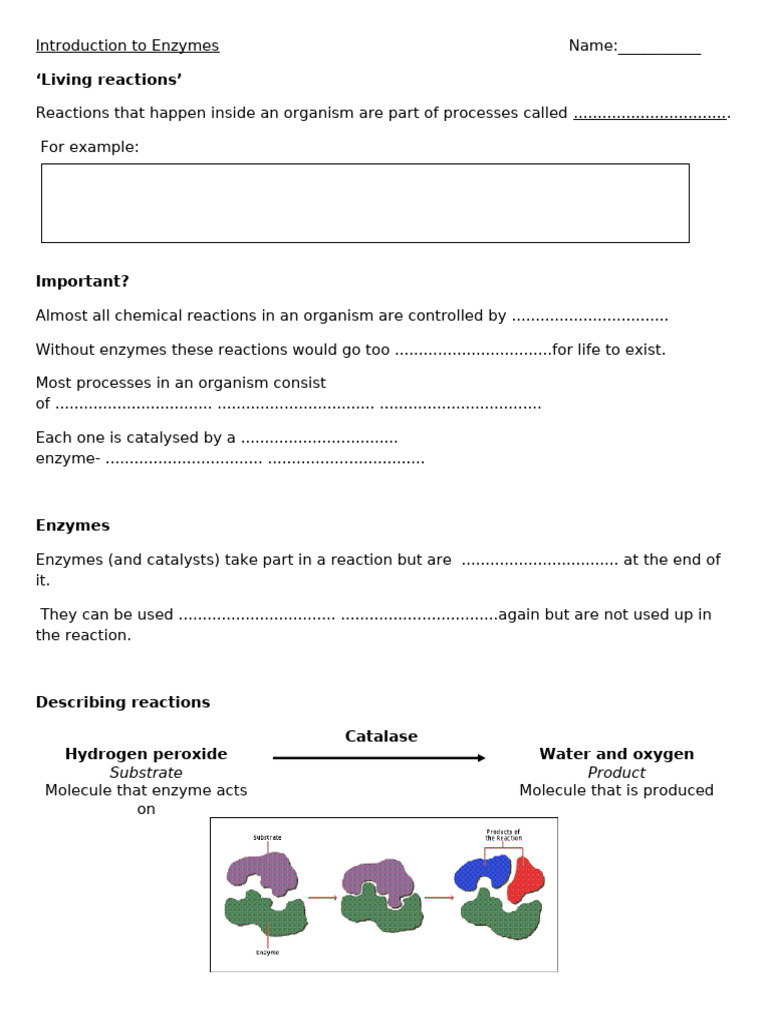 Enzymes assignment | PDF | Enzyme | Glucose