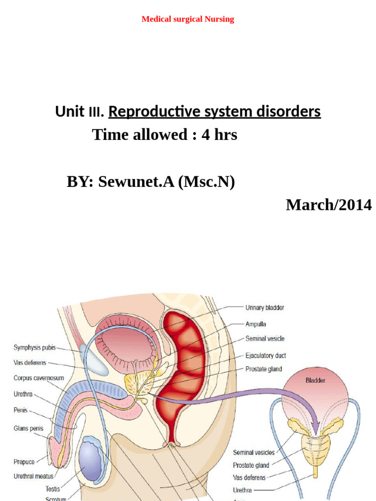 Unit 3. Cont..male Reproductive System Disorders | PDF | Prostate | Prostate Specific Antigen