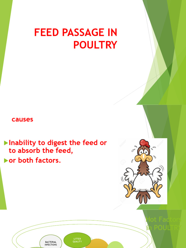 Feed Passage | PDF | Gastrointestinal Tract | Digestion