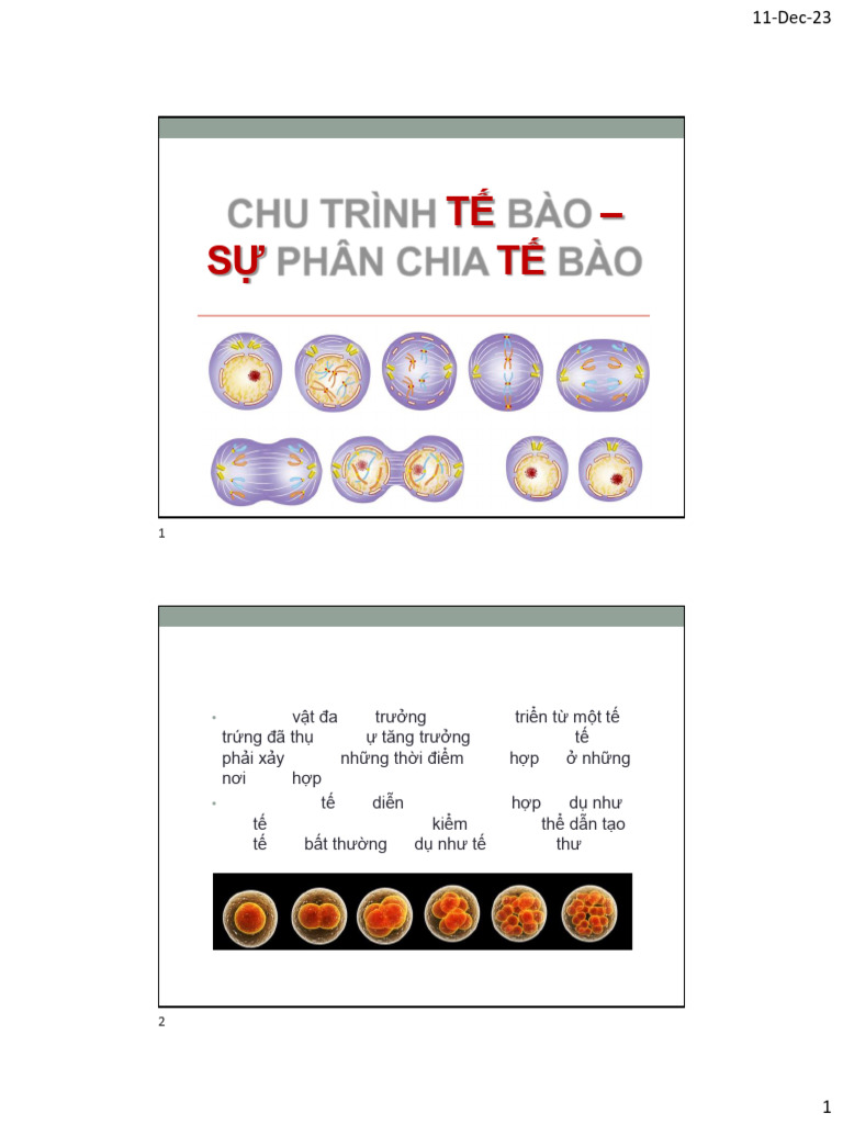 Cell Cycle - Cell Division - Fall 2023-K68 Sinh - Sent To Students | PDF