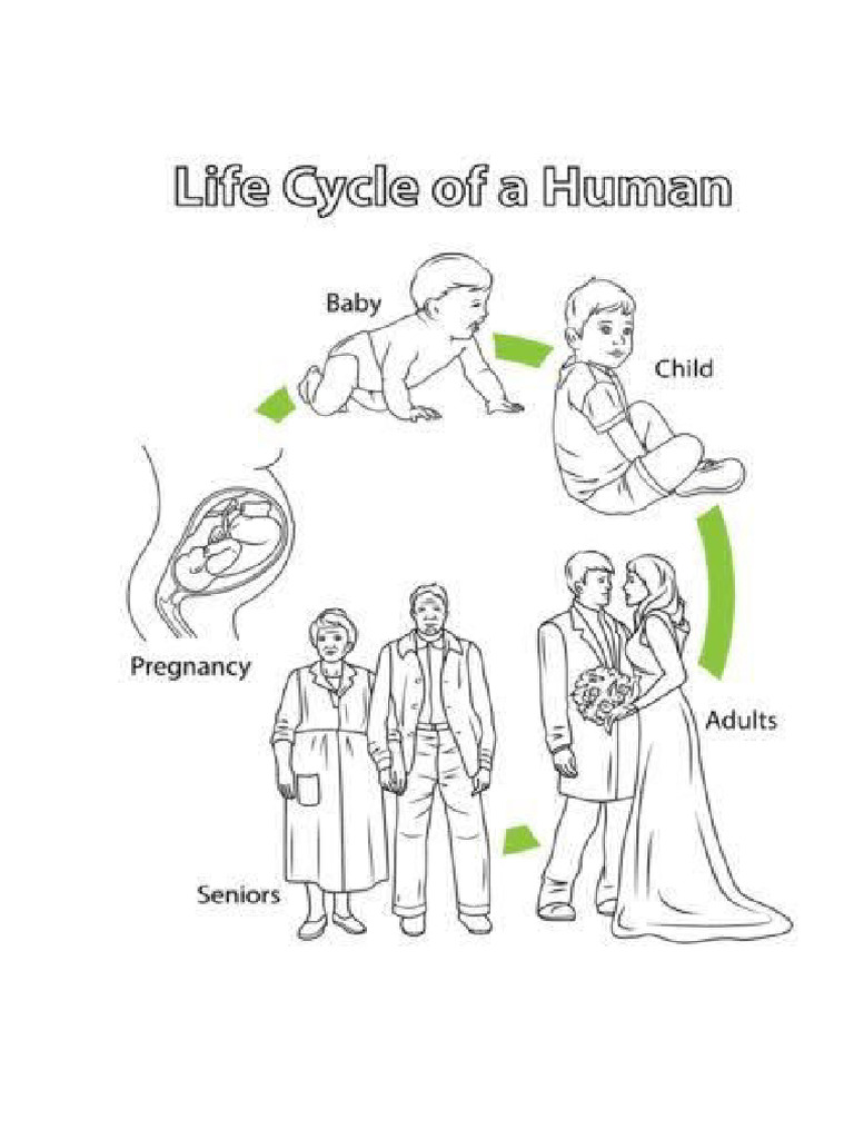 Life Cycle of Human | PDF