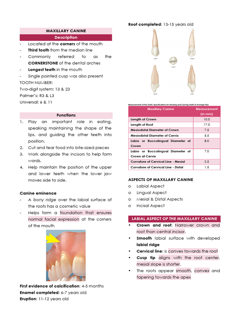 Oral Ana 4 | PDF | Dental Anatomy | Dentistry Branches