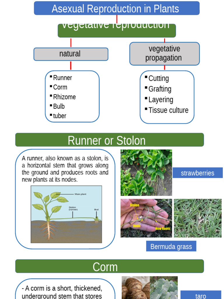 REPRODUCTION - Asexual Plant | PDF | Agriculture | Plant Reproduction