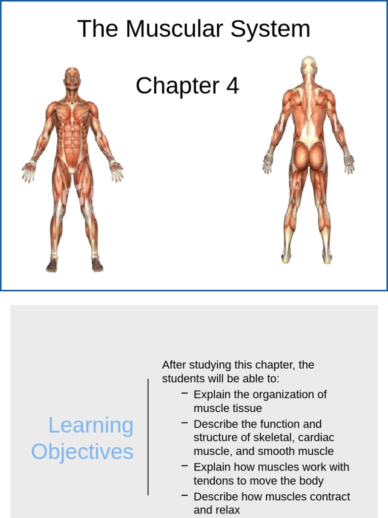Chapter 6 Muscular Skeletal | PDF | Muscle | Skeletal Muscle