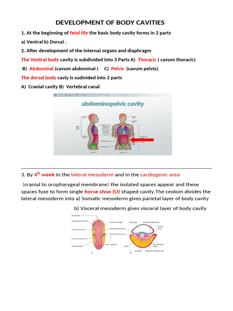 .By Prof Faiz. Shaikh LCMD - Development of Body Cavities | PDF | Peritoneum | Thorax (Human ...