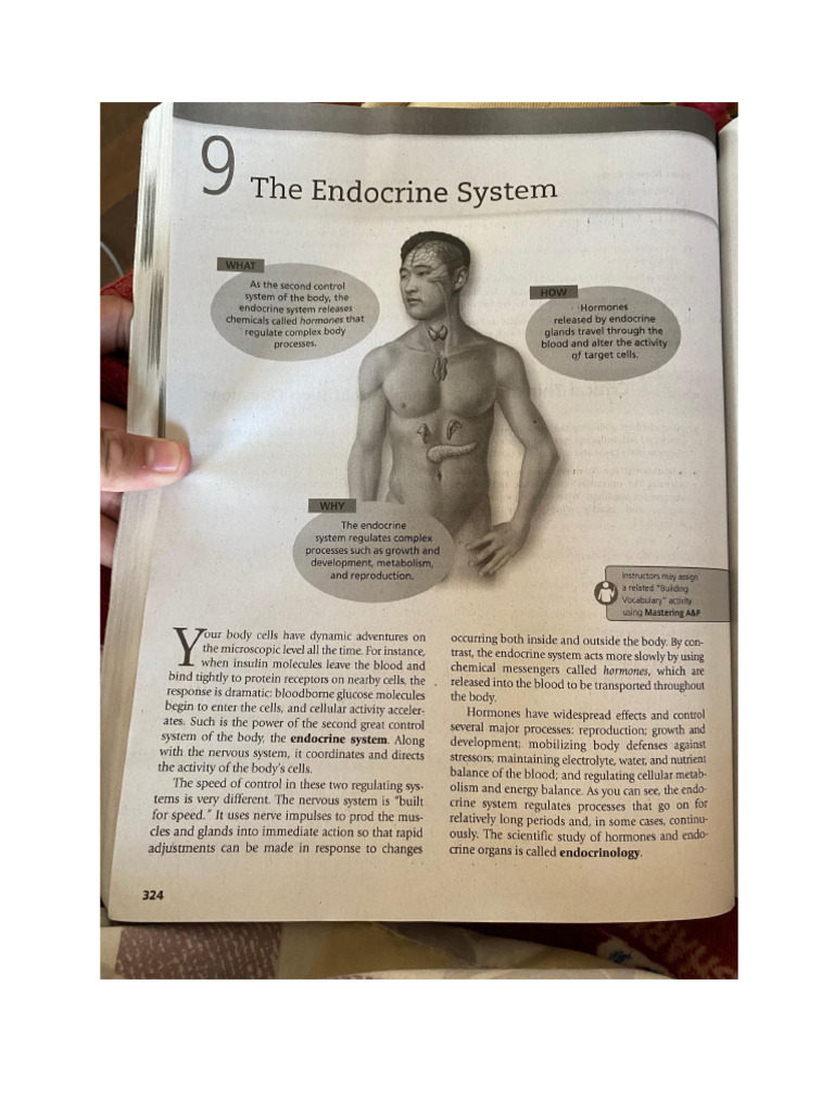 Endocrine System | PDF