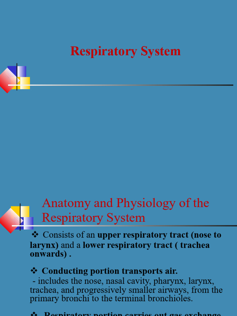 Anatomy of Respiratory System-1For Upload | PDF | Respiratory Tract | Lung