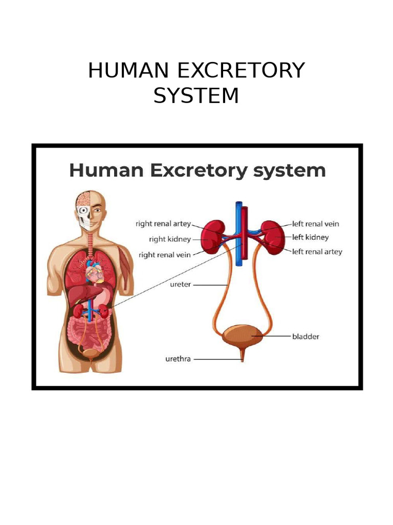 Human Excretory System | PDF