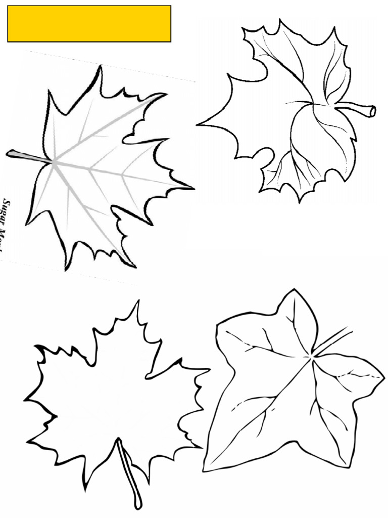 02 Vine Leaf | PDF