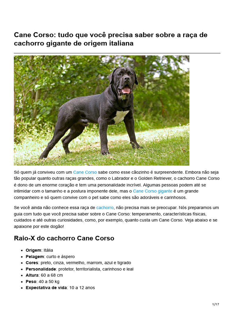 Tudo sobre o Cane Corso | PDF | Cães | Adestramento de cães