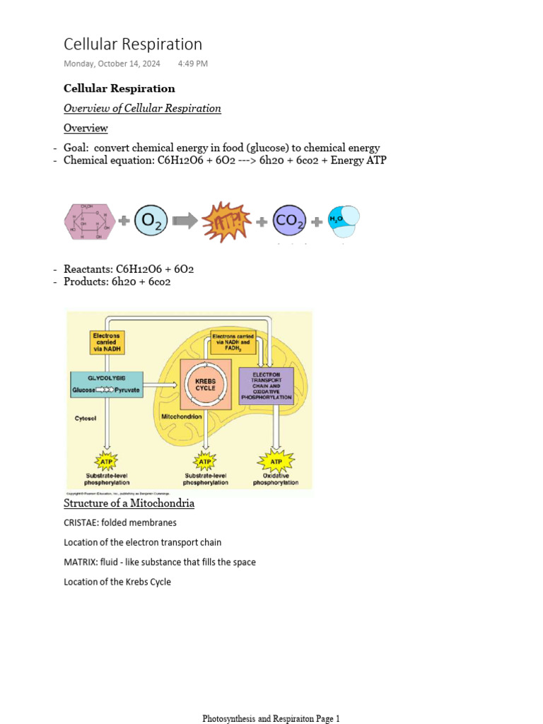 cellular respiration notes | PDF | Cellular Respiration | Adenosine ...