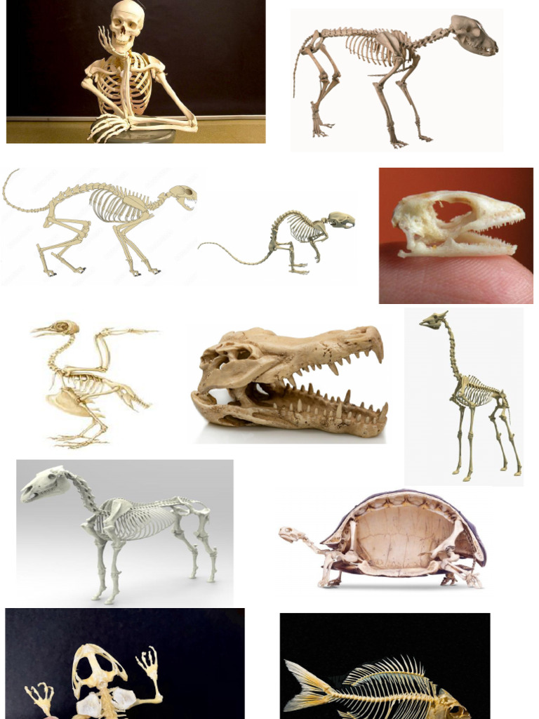 Endoskeletons_Skeletons | PDF