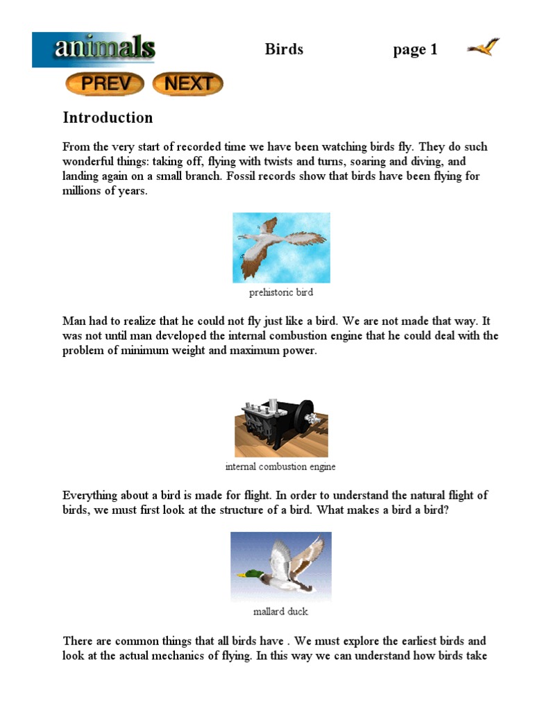 Aerodynamics of Animals - Birds - Intermediate | Feather | Flight