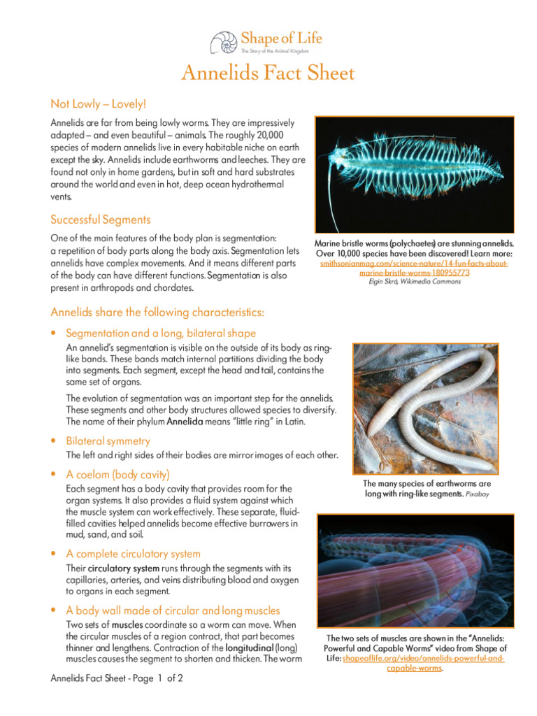 Annelids Fact Sheet FINALpdf | PDF