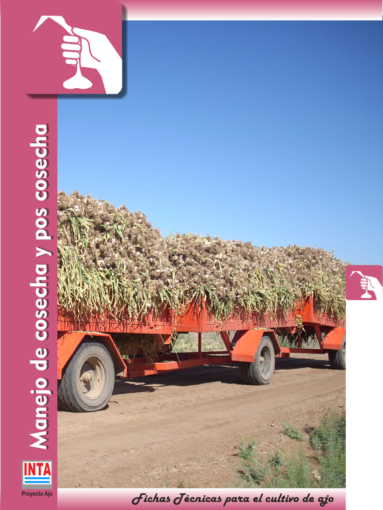 8 Manejo de Cosecha y Post Cosecha | PDF | Ajo | Cosecha