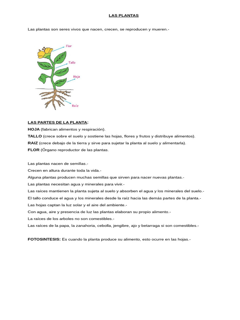 LAS PLANTAS (Ciencias) y MAPA SAN FERNANDO (Matematicas) | PDF | Flores ...