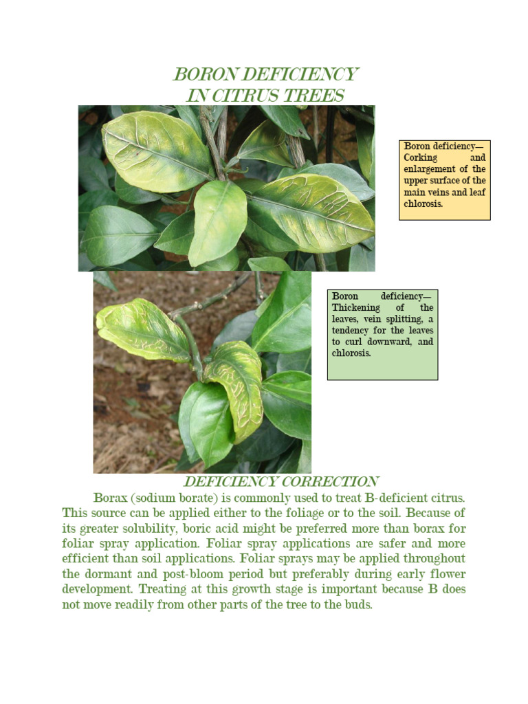Boron Deficiency Poster | PDF